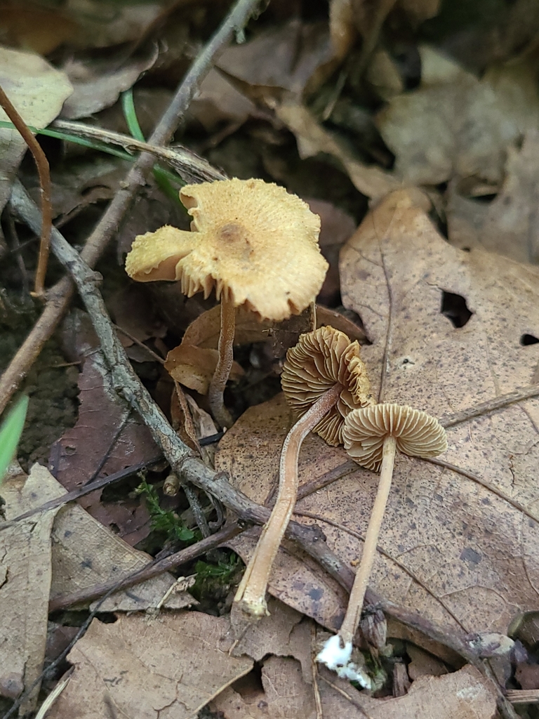 Inocybe subfulva from Lynn Township, IN, USA on August 14, 2021 at 12: ...