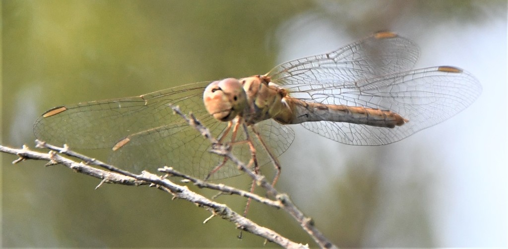 Southern Darter from 83700 Saint-Raphaël, France on August 17, 2021 at ...