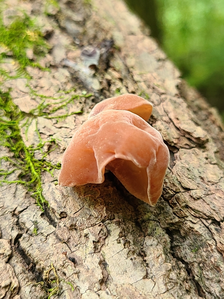 Jelly Tree Ear from Lynn Township, IN, USA on August 14, 2021 at 11:47 ...