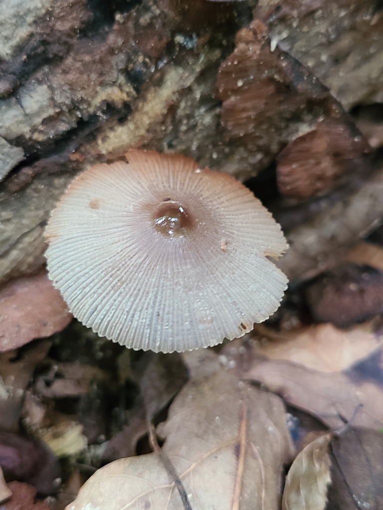 Bolbitius from Lynn Township, IN, USA on August 14, 2021 at 11:30 AM by ...