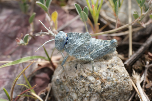 Genus Filchnerella · iNaturalist