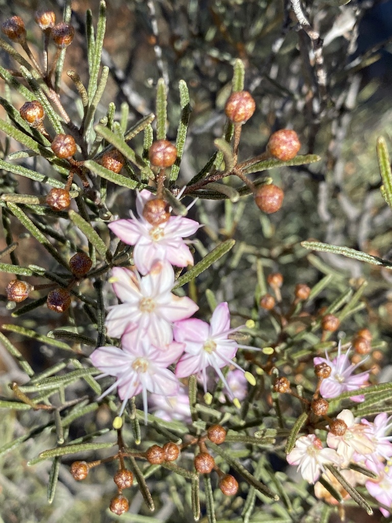 Phebalium canaliculatum from Lake Deborah, WA, AU on August 13, 2021 at ...