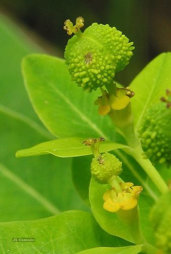 Irish Spurge (Euphorbia hyberna) · iNaturalist
