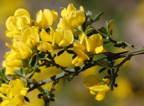 Montpellier Broom (Genista monspessulana) · iNaturalist Australia