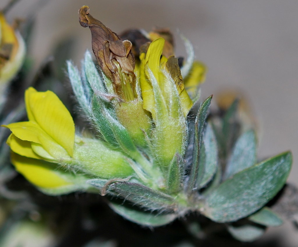 Silverpeas (Xiphotheca) - Botanical Realm