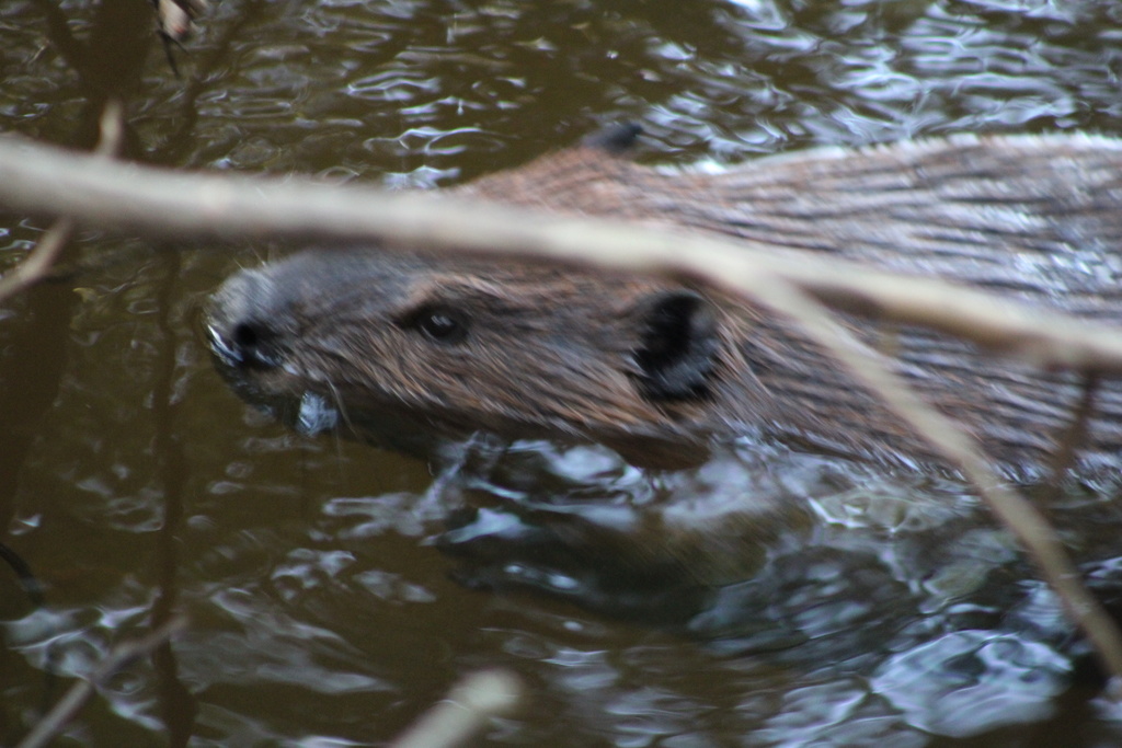 American Beaver from Petoskey, MI, US on August 17, 2021 at 07:56 AM by ...