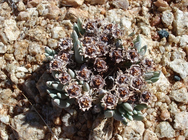 (Ebracteola) - Botanical Realm