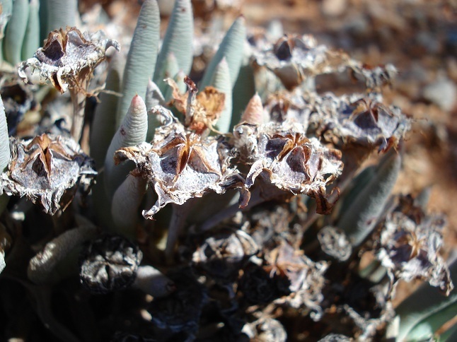 (Ebracteola fulleri) - Botanical Realm