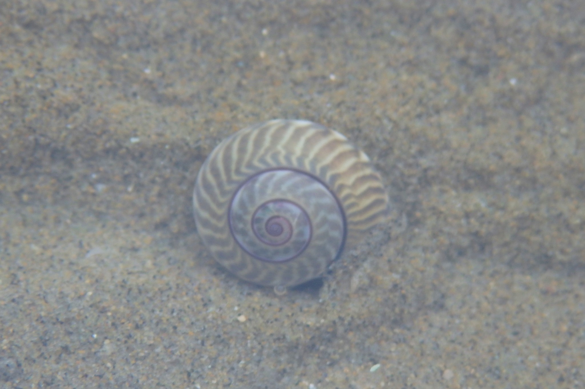 Umbonium thomasi (Crosse, 1863)