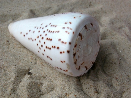 Leopard Cone (Conus leopardus) · iNaturalist