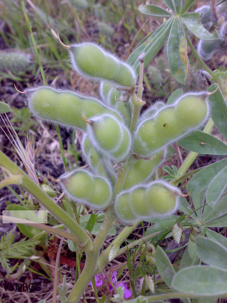 Sandplain lupine (Lupinus cosentinii) - Botanical Realm