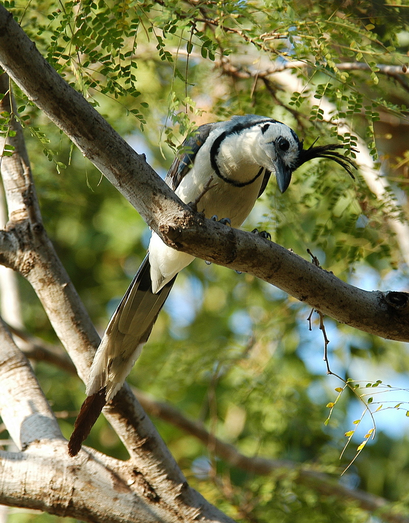 White-throated Magpie-Jay from La Huerta, Jal., México on August 17 ...