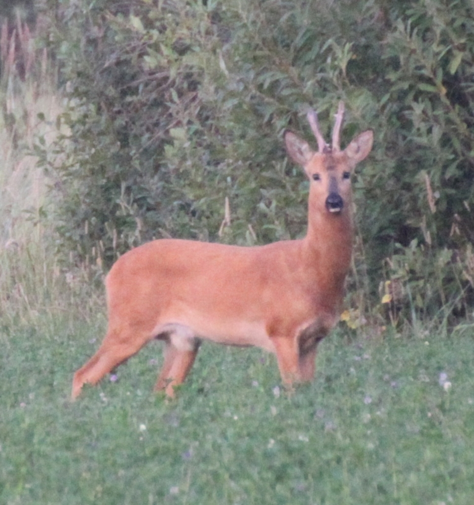 Eastern Roe Deer from Свердловская обл., Россия, 624047 on August 14 ...