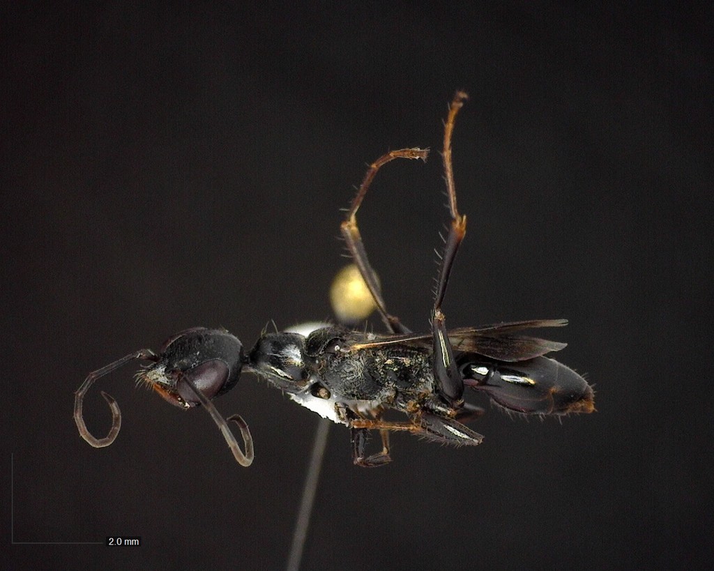 Ampulex canaliculata from Cades Cove sample site 1 on July 8, 2021 at ...