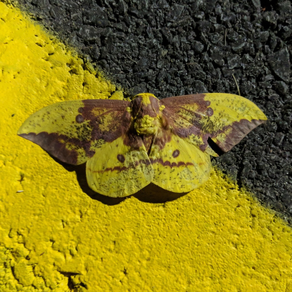 Imperial Moth from Conway, AR, USA on August 16, 2021 at 03:55 AM by ...
