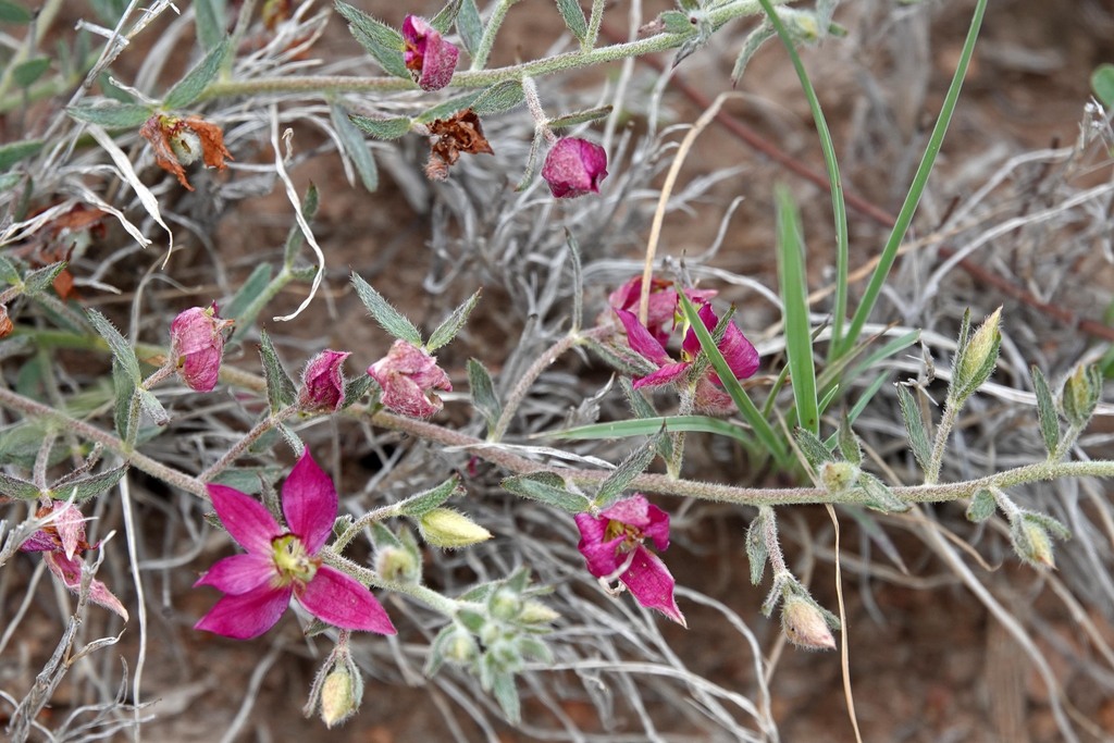 Trailing Rhatany from E. Rucker Canyon Rd., Cochise County, AZ, USA on ...