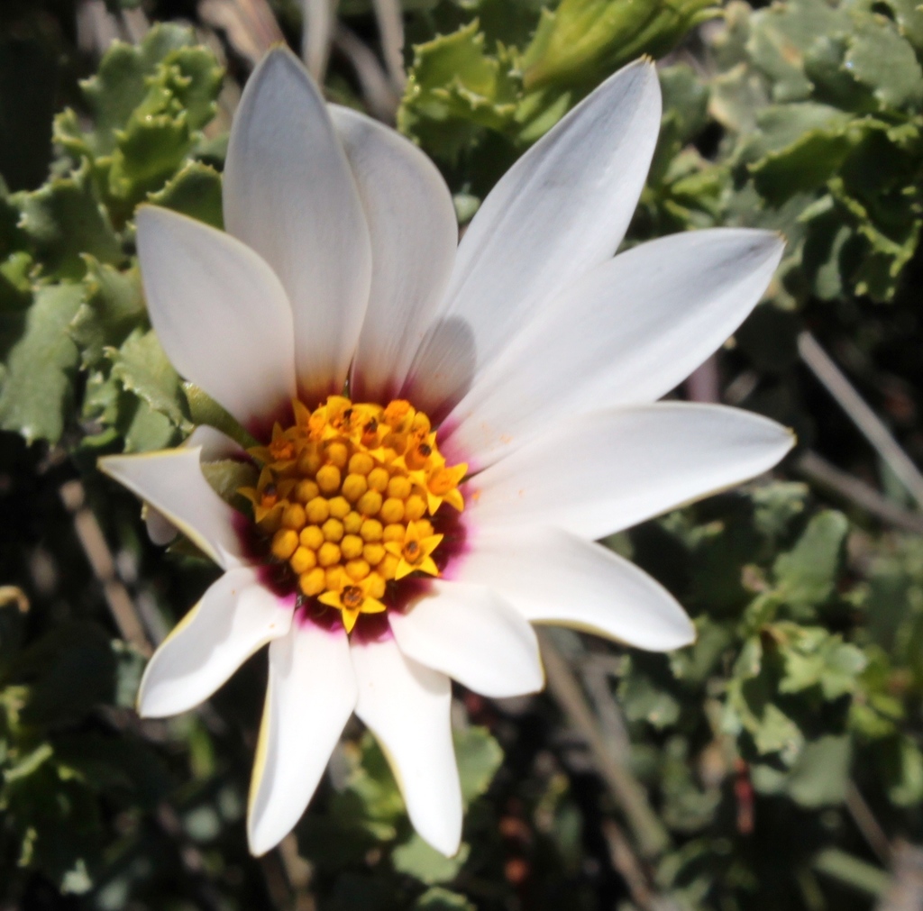 Sticky Rain Daisy (Dimorphotheca cuneata) - Botanical Realm