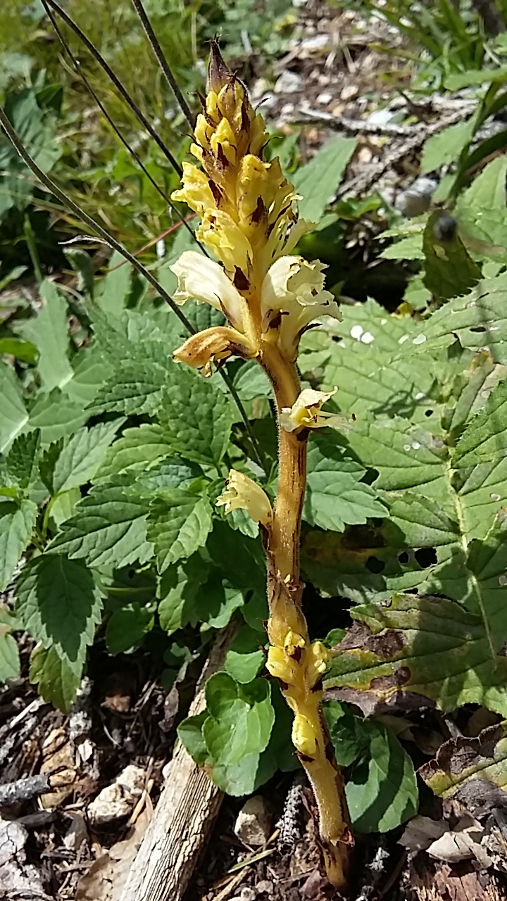 Orobanche lycoctoni Rhiner