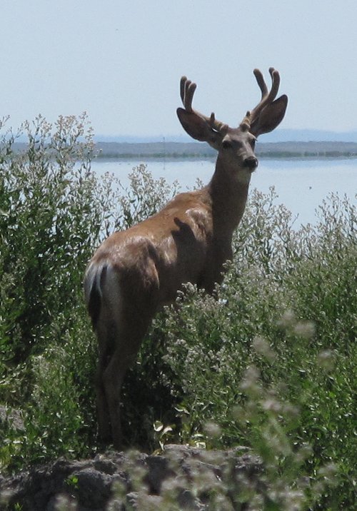 California Mule Deer (Reptiles, Amphibians and Mammals of Foothill ...