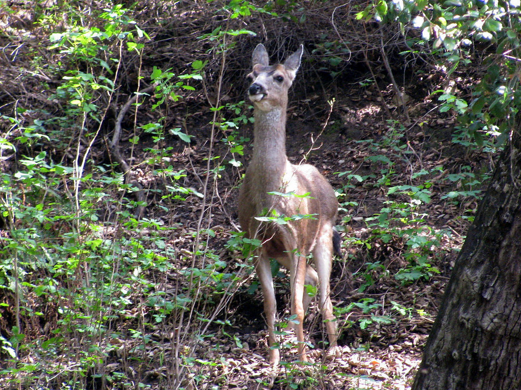 California Mule Deer (Reptiles, Amphibians and Mammals of Foothill ...