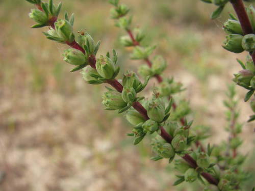 Subspecies Nenax Acerosa Acerosa · Inaturalist