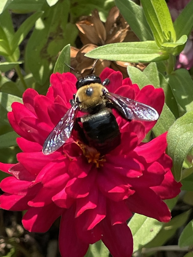 Eastern Carpenter Bee from Warson Pines Dr, Olivette, MO, US on August ...