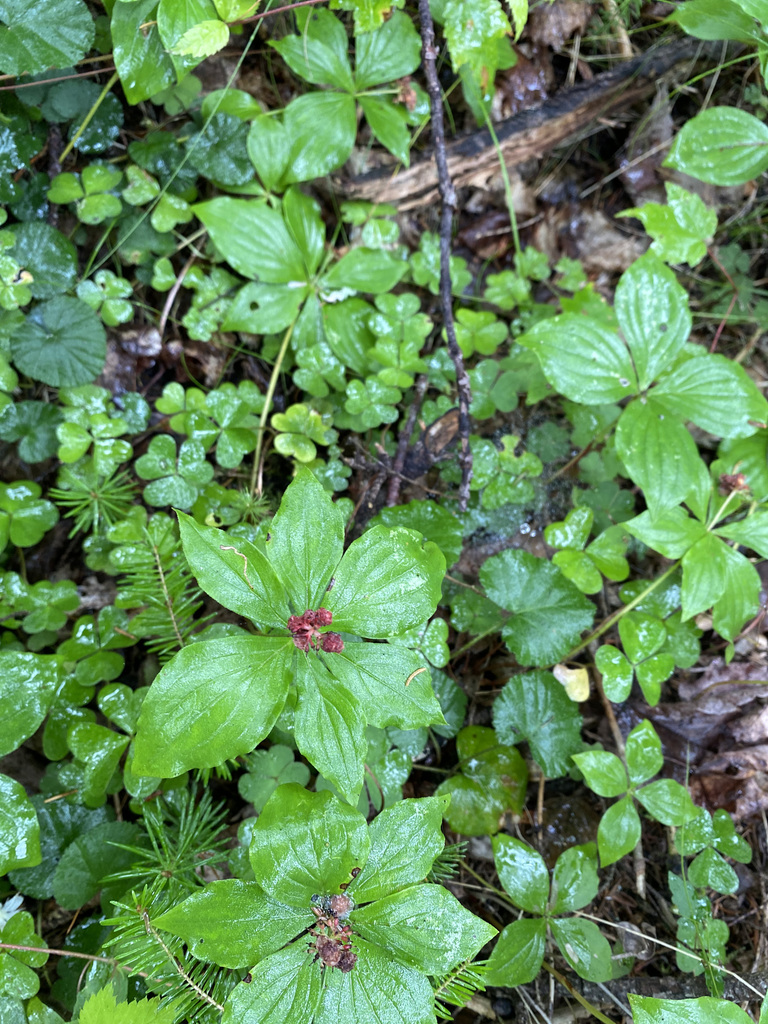 Canadian bunchberry from Essex County, NY, USA on August 17, 2021 at 10 ...
