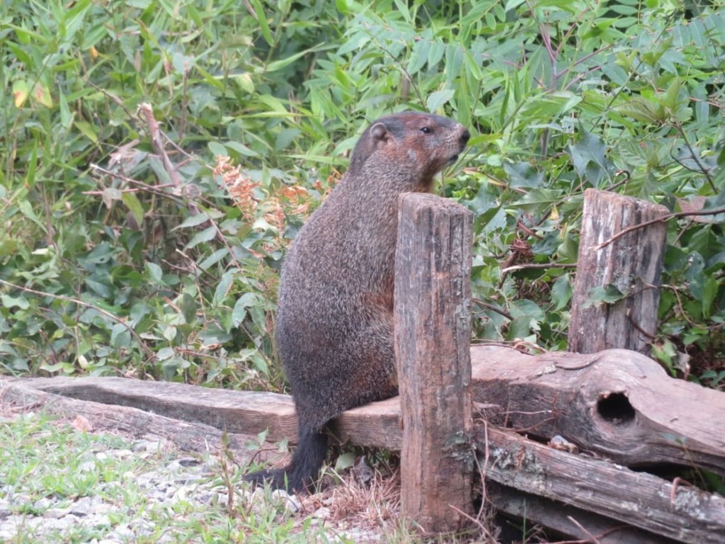 Groundhog from Buncombe County, US-NC, US on August 10, 2021 at 05:24 ...
