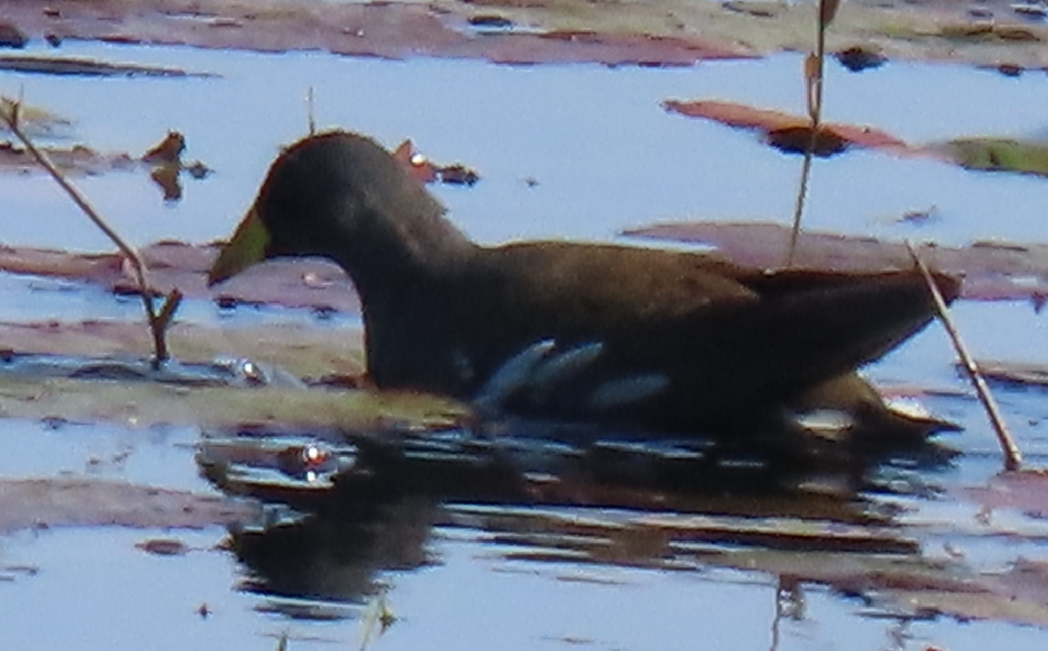 Gallinula angulata Sundevall, 1850