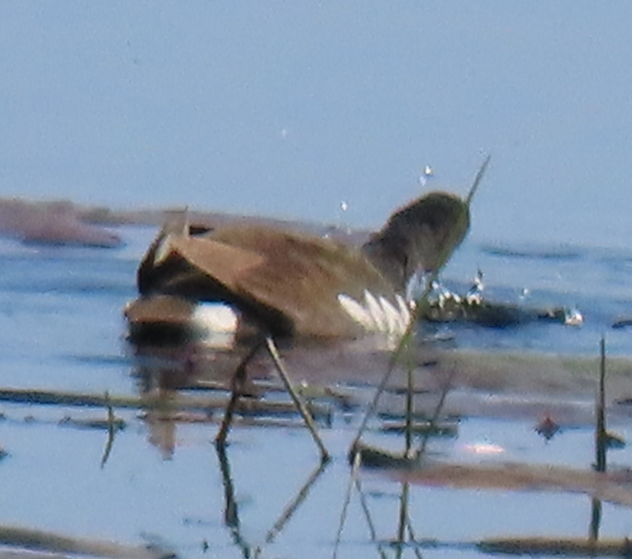 Gallinula angulata Sundevall, 1850