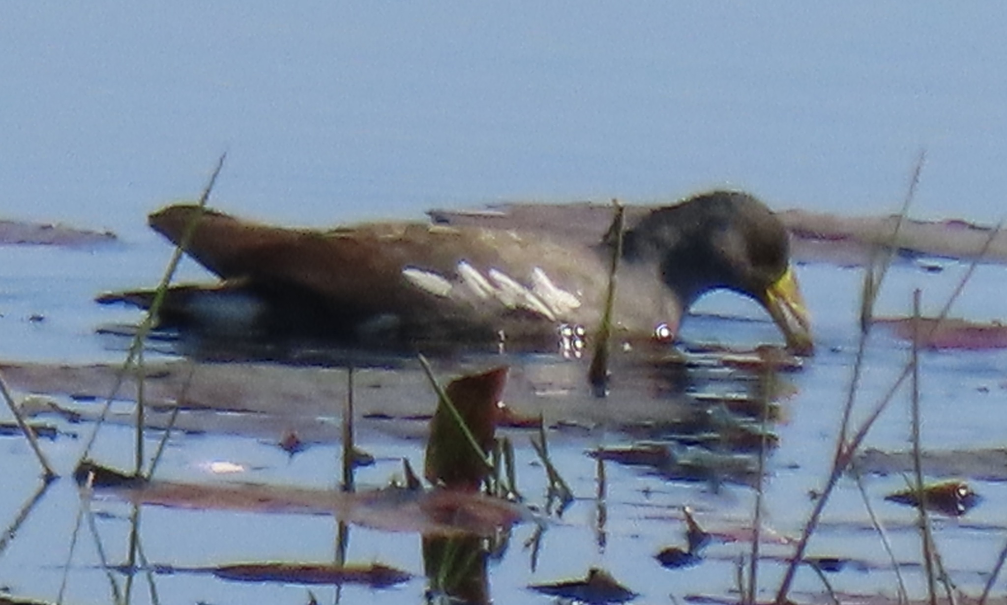 Gallinula angulata Sundevall, 1850