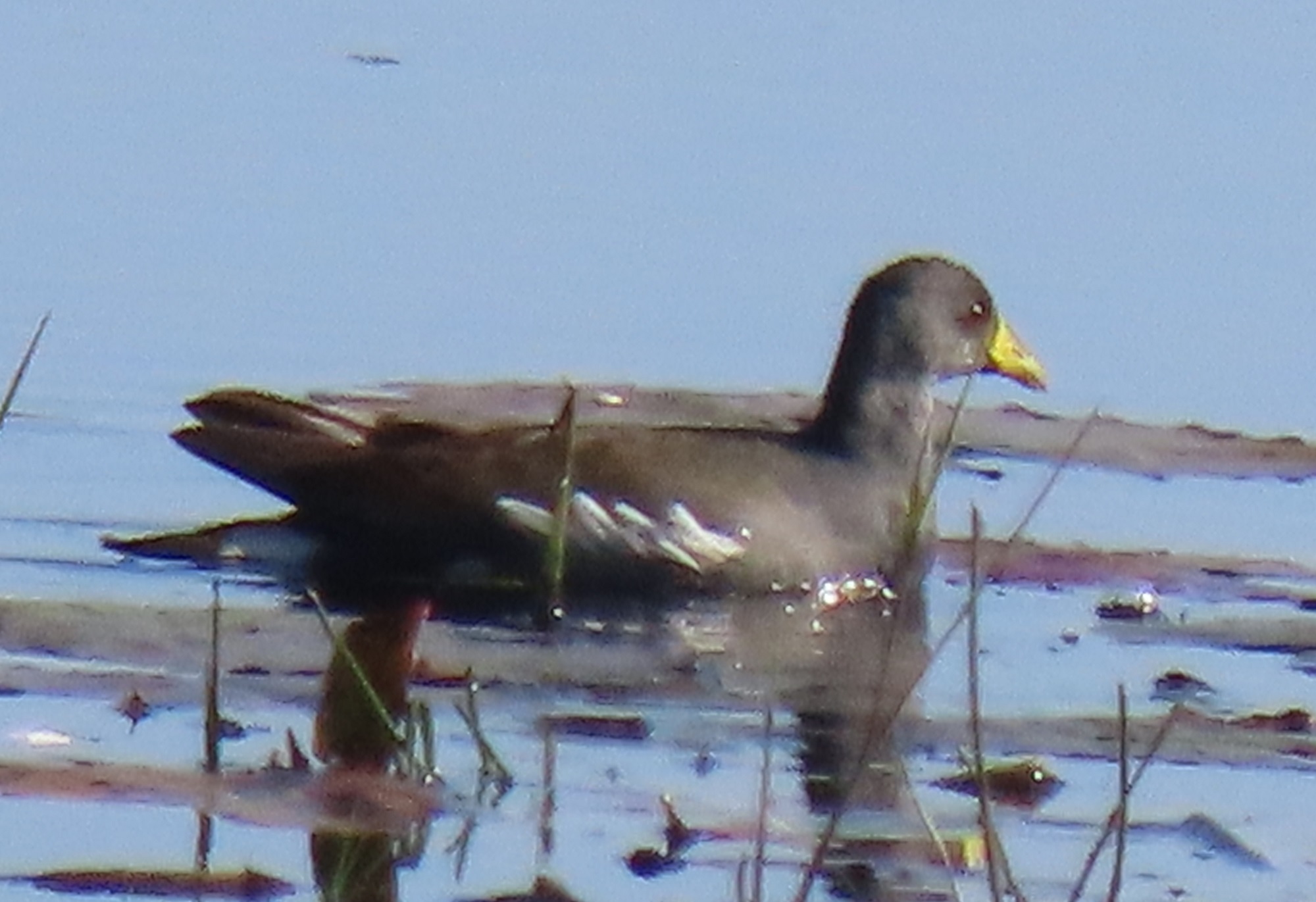 Gallinula angulata Sundevall, 1850