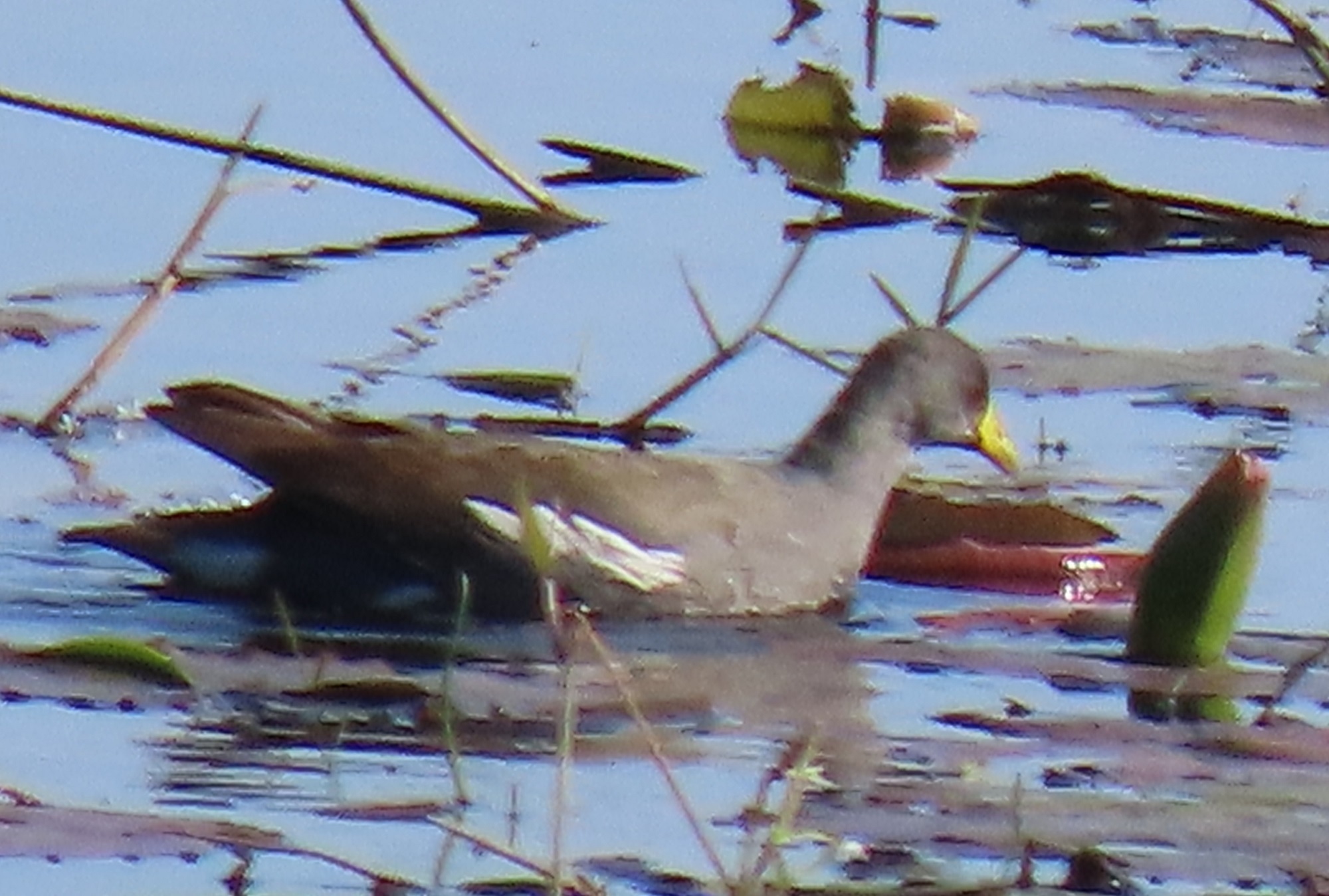 Gallinula angulata Sundevall, 1850