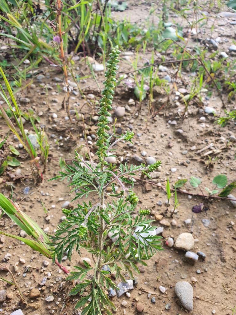 altamisa desde 83558 Maitenbeth, Deutschland el 17 de agosto de 2021 a ...