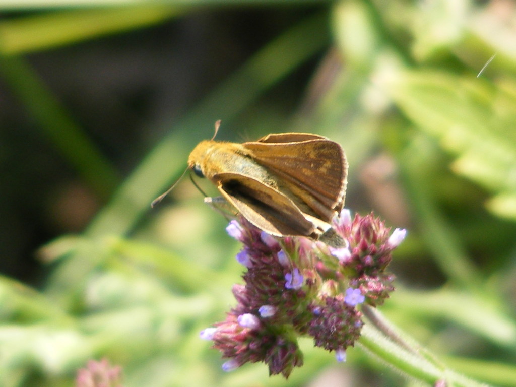 Gegenes niso niso (kruger national Insects) · iNaturalist