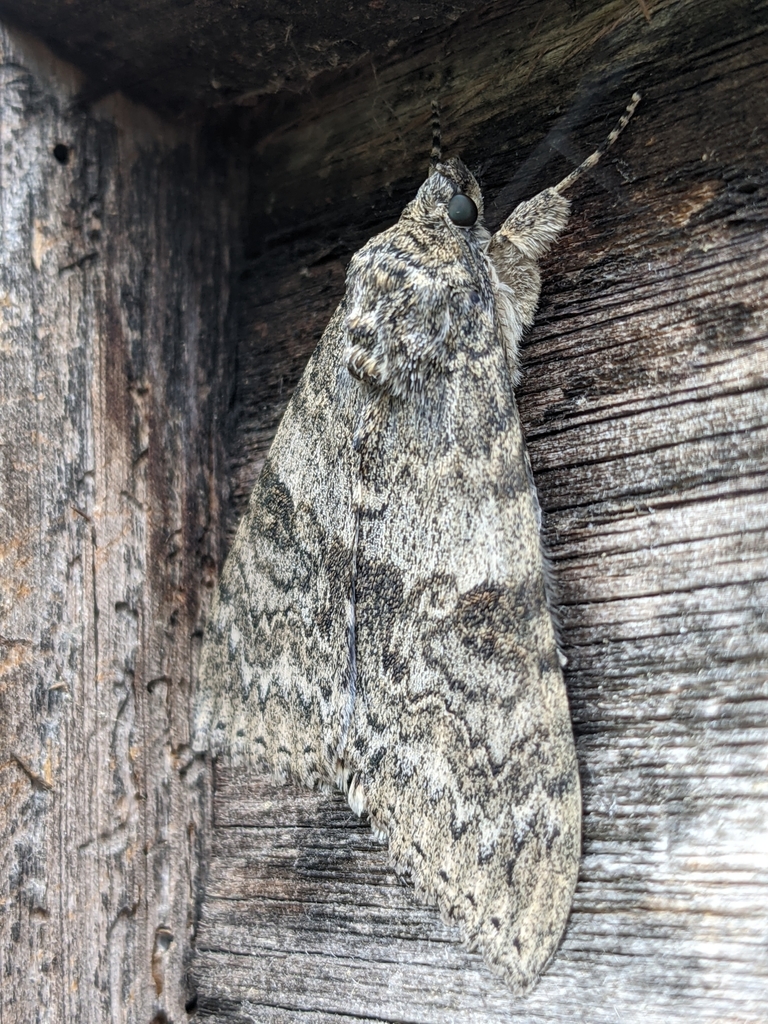 Red Underwing from Sudbury CO10 9NG, UK on August 17, 2021 at 10:24 AM ...