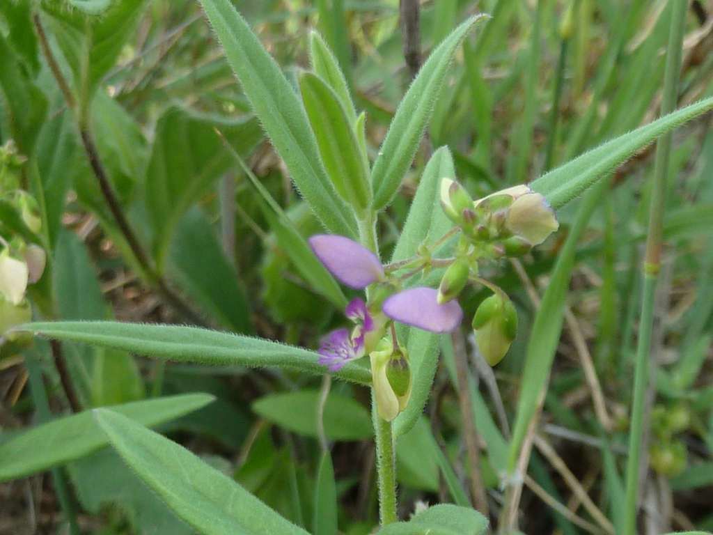 Polygala sphenoptera sphenoptera (Polygala species of Mpumalanga and ...