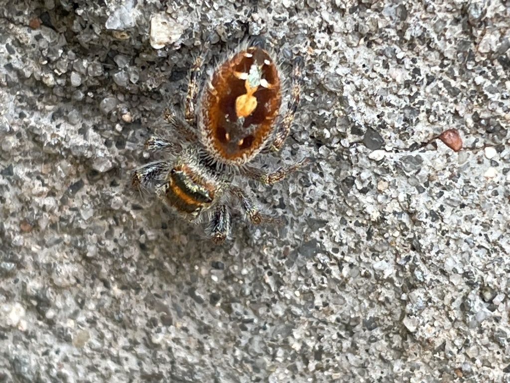 Bold Jumping Spider from Denver Botanic Gardens, Denver, CO, US on ...
