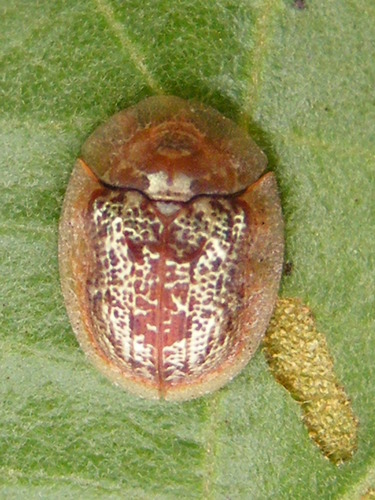 Cassida thomsoni · NaturaLista Colombia