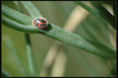 Genus Rodolia · iNaturalist
