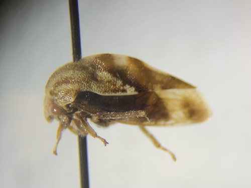 Cyrtolobus acuminatus · NaturaLista Colombia