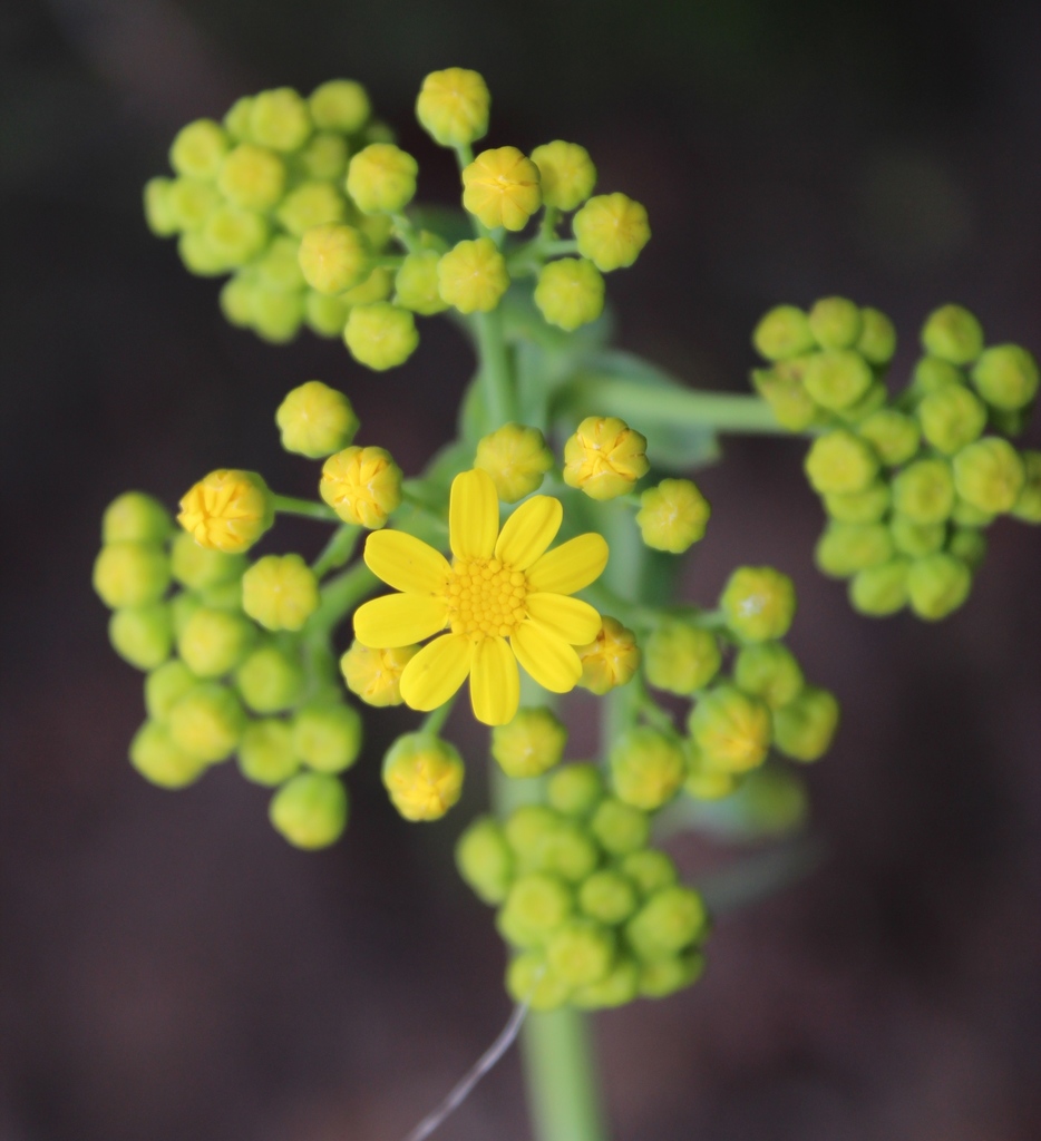 Cinerarias (Cineraria) - Botanical Realm
