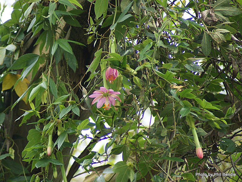 Banana Poka (Pohakuloa Training Area) · iNaturalist