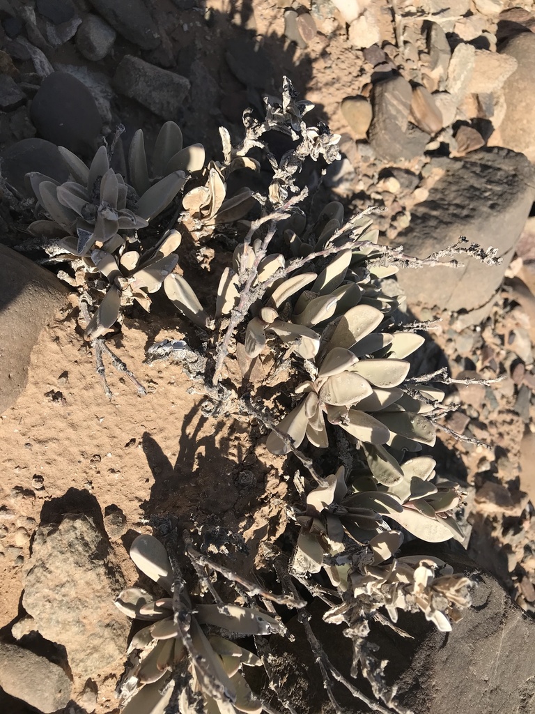 Withering Neatfig from Richtersveld National Park, NC, ZA on August 17 ...