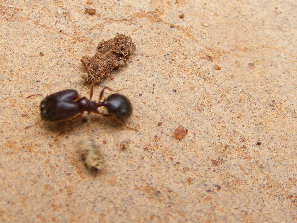 Big headed Ants From Otjozondjupa NA On The Farm Taurodoqua big-headed-ants-from-otjozondjupa-na-on-the-farm-taurodoqua