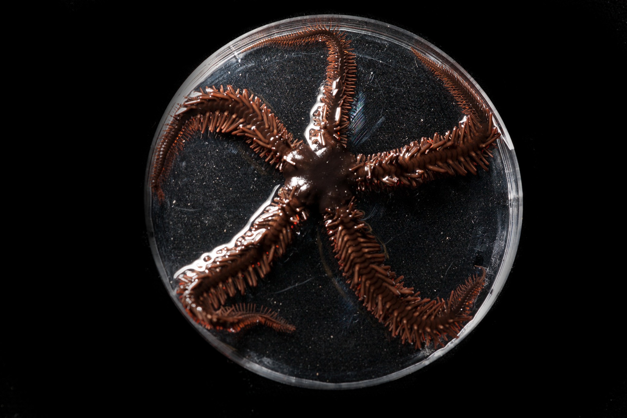 Ophiocoma erinaceus Müller & Troschel, 1842