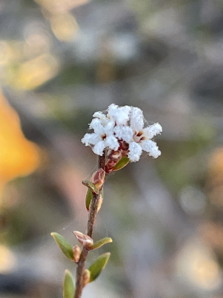 Leucopogon microphyllus microphyllus from Faulconbridge, NSW, AU on ...
