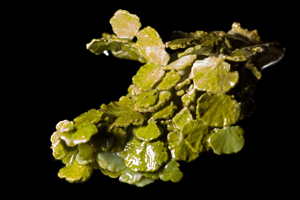 (Halimeda distorta) - Botanical Realm