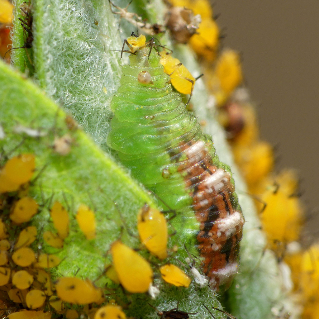 Short-tailed Aphideater in August 2021 by molanic. larva on common ...
