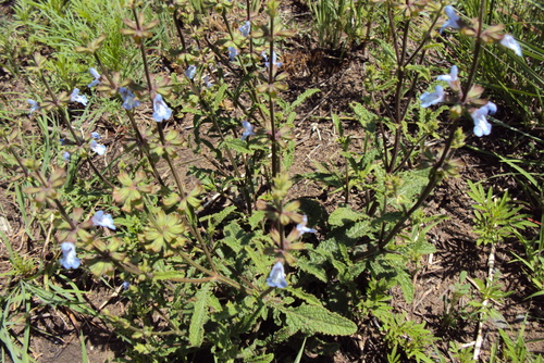 Dwarf Creeping Sage (Variety Salvia repens transvaalensis) · iNaturalist
